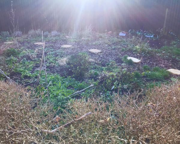 Wingrave's sleeping garden | MacIntyre